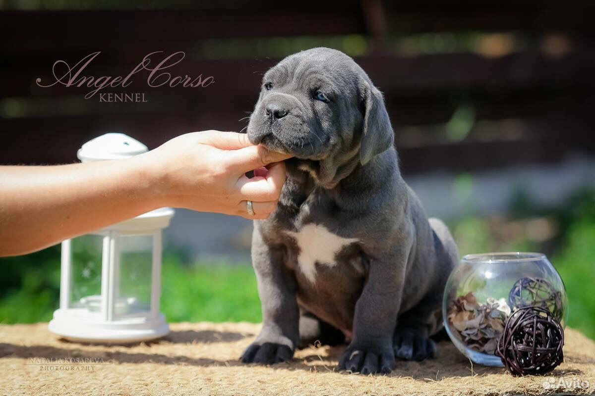 Кане Корсо - мощь, красота и грация