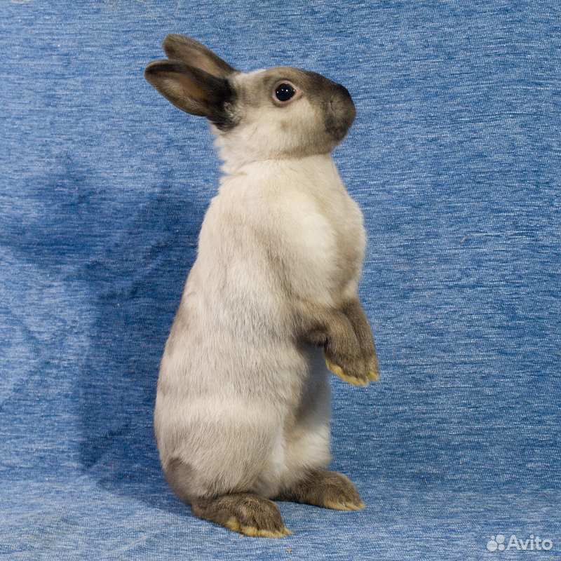 Цветные карлики сиамского окраса