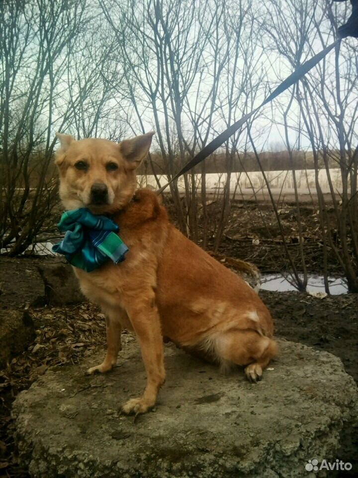 Ищет дом Джесси-рыжуля