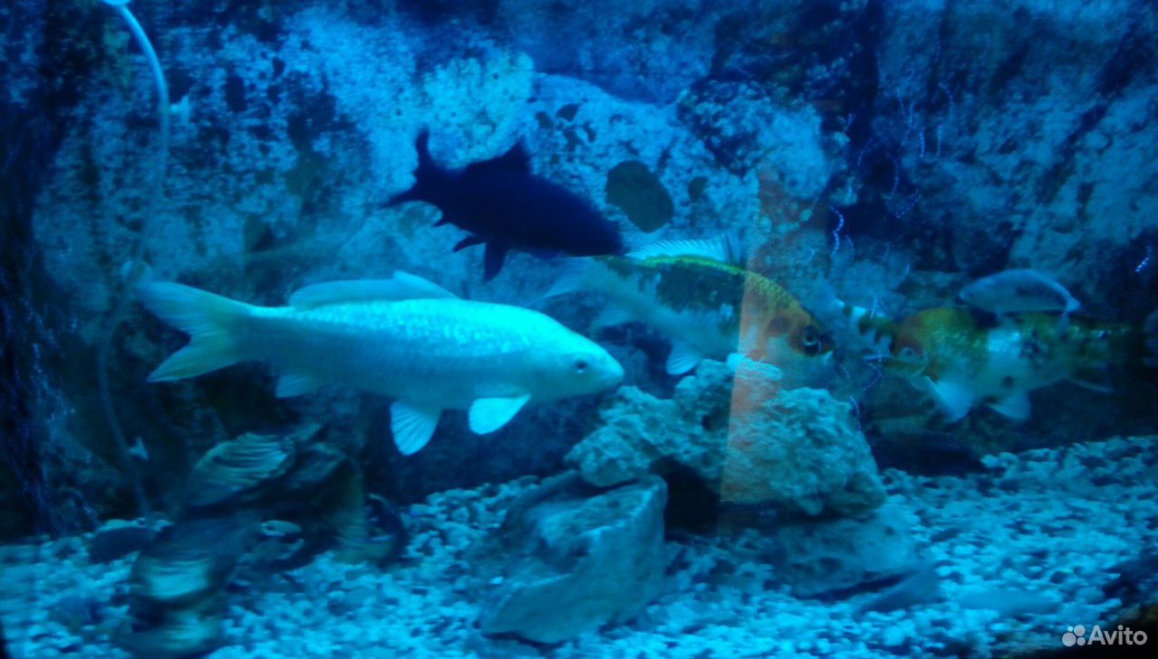 Продам карпов кои