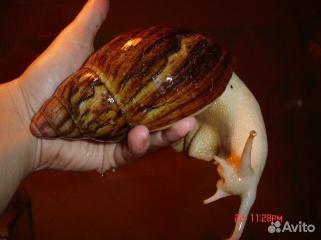 Улитки Ахатины Фулика Альбино Боди Нефрит