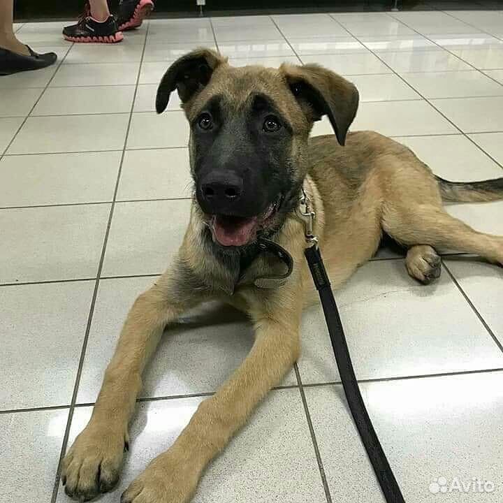 Щенок Рэй пристраивается