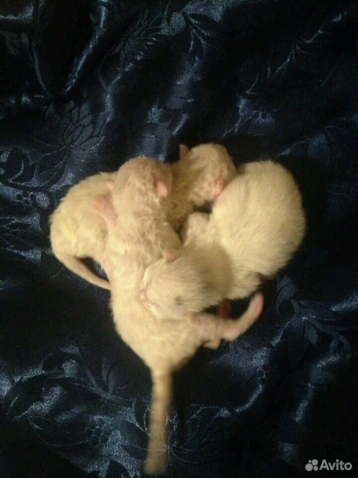 Котятки от Сфинкса