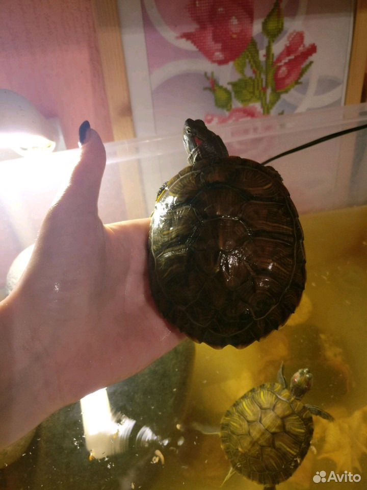 Морская черепаха отдам быстрее