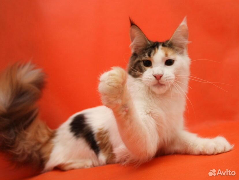 Крутая черепаха Мейн-кун