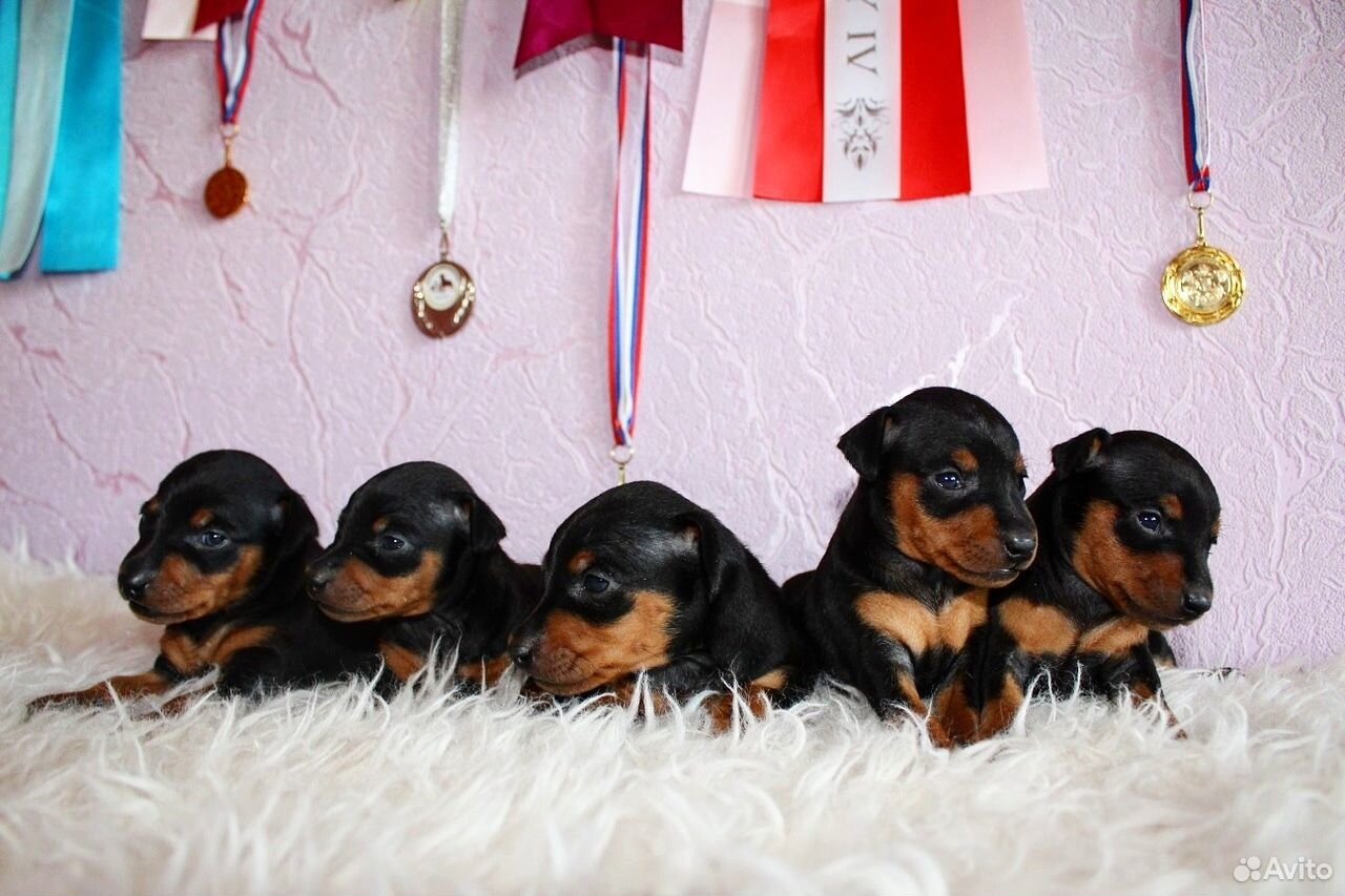 Пинчерюшечки)