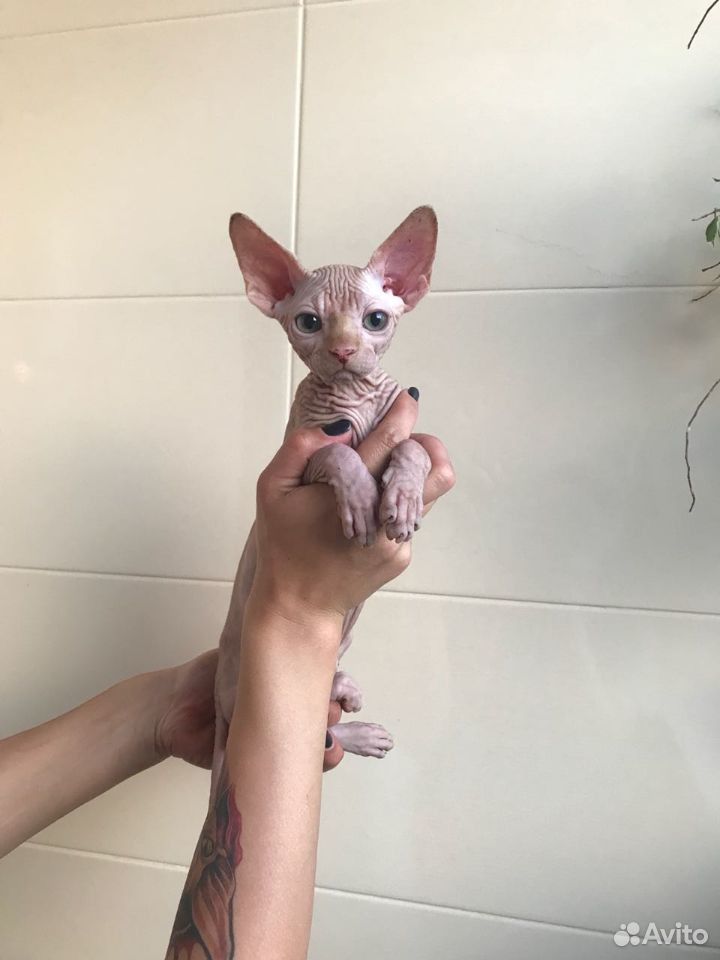 Канадский сфинкс котик красный
