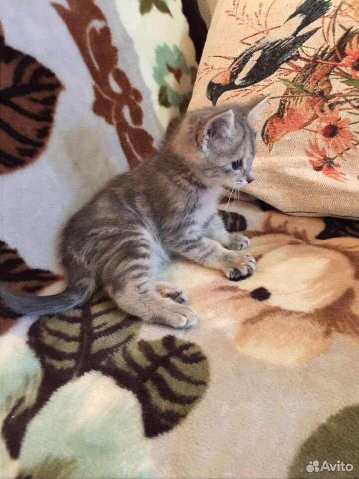 Котенок дымчатая девочка 2 мес