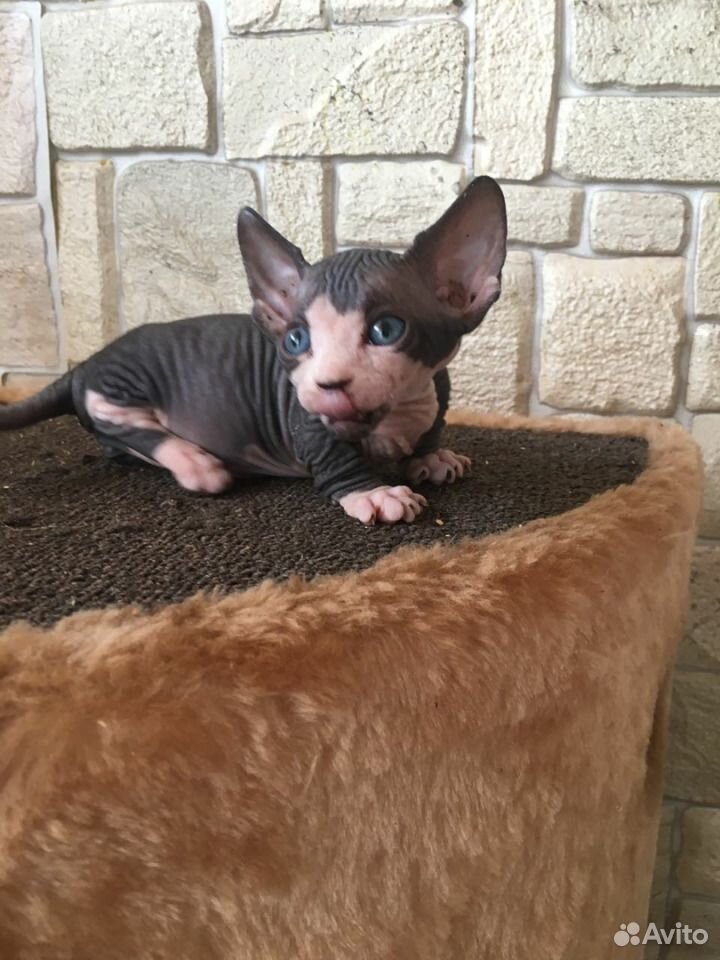 Красавица бамбино