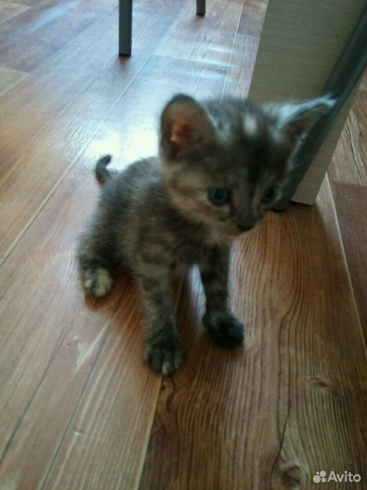 Котята от британки