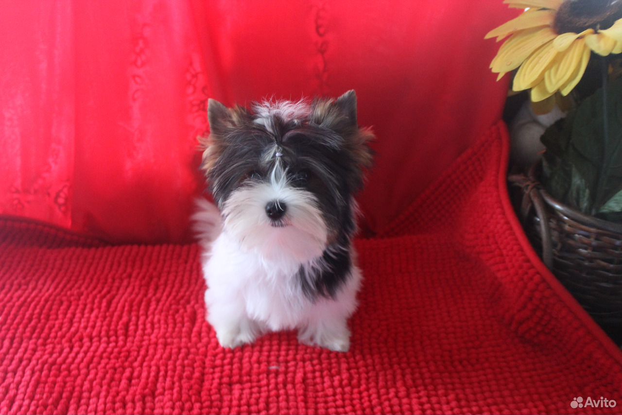 Радость в Ваш дом