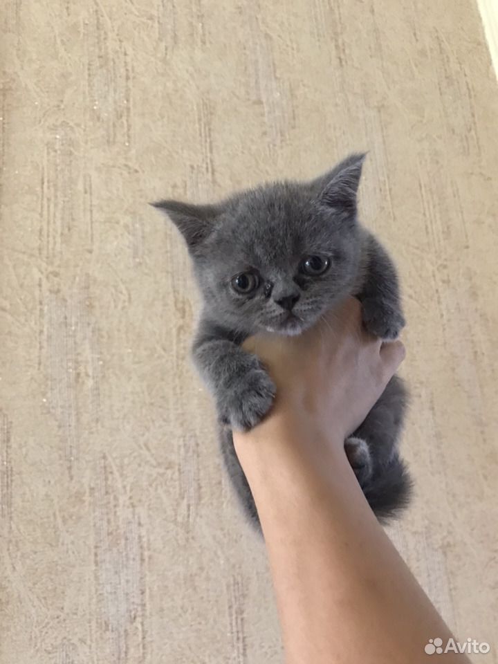 Британская кошечка