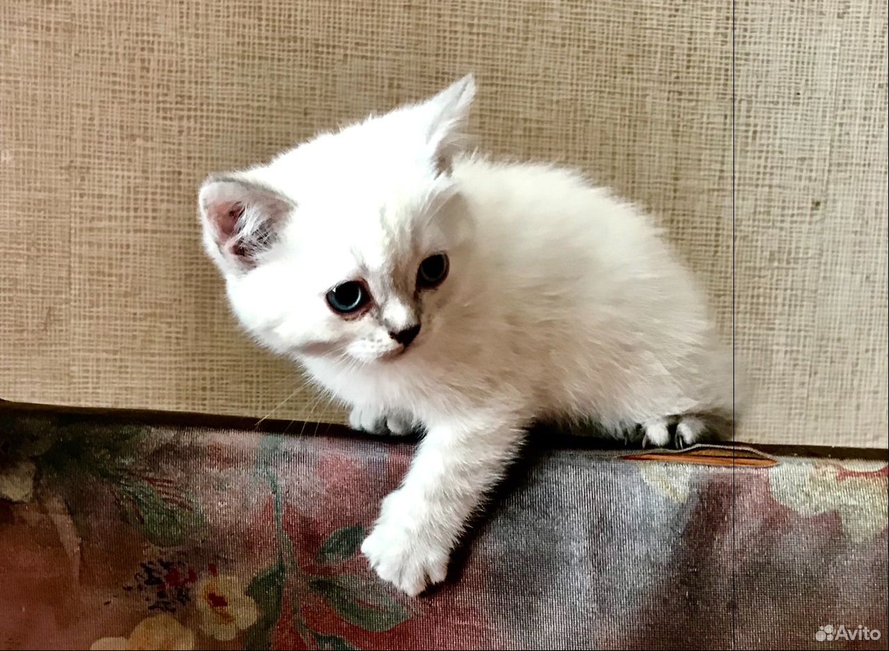 Шотландцкая кошка. Сил Линкс поинт