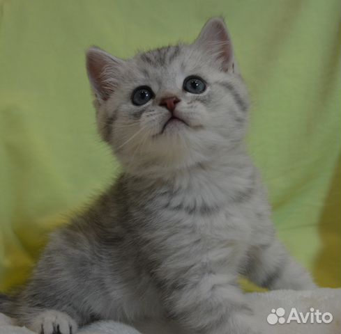 Британская -Шиншилла затушёванная