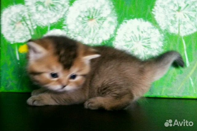 Золотой тиккированный котик икошечка