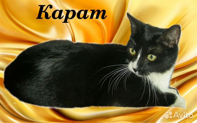 Молоденький котик Карат