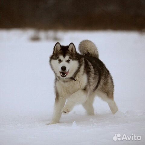 Щенки аляскинского маламута