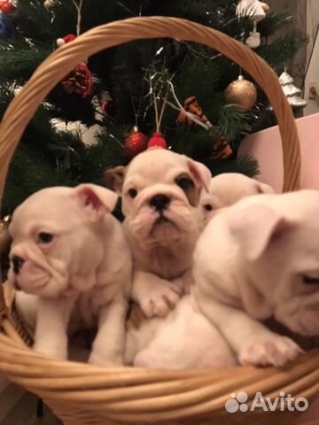 Очаровательные бульдожки