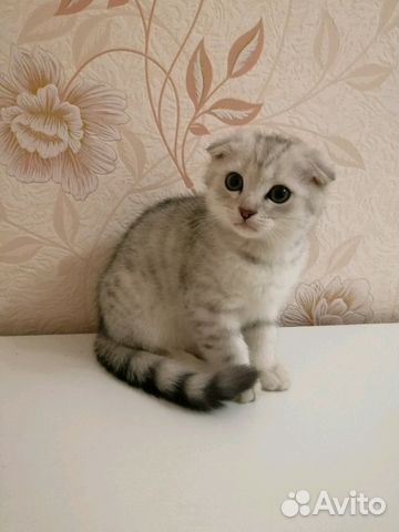 Предлагаю породистого шотландского котика