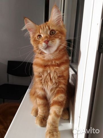 Котенок мейн-кун