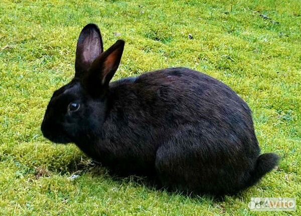 Кролик только в добрые руки