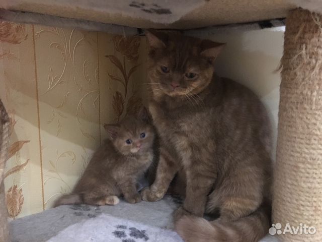 Цинамоновые британские девочки с док