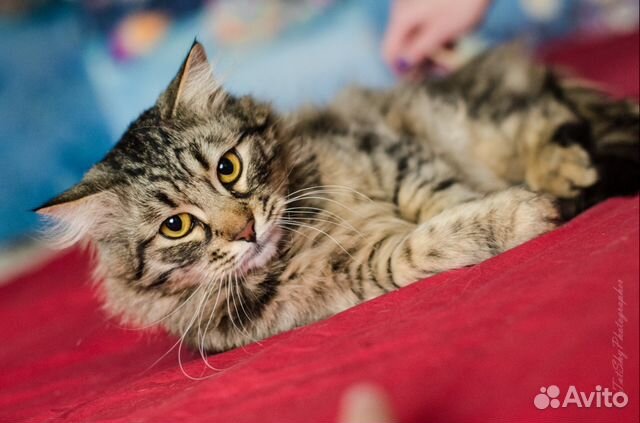 Сибиряк Степан