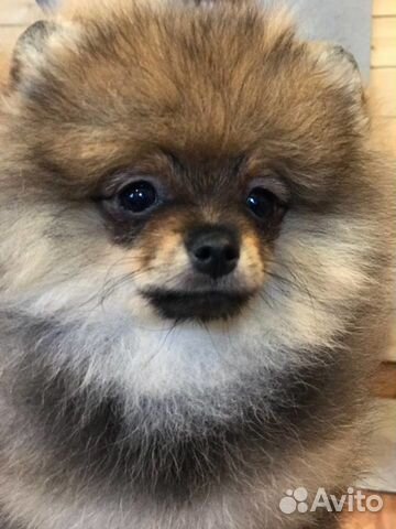 Мишутка-шпиц