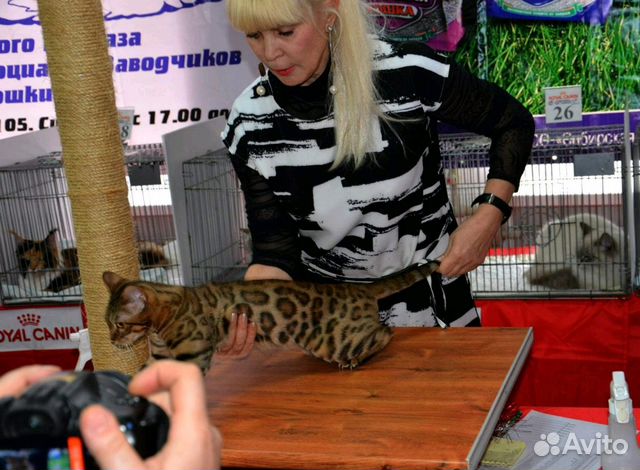 Бенгальская кошечка