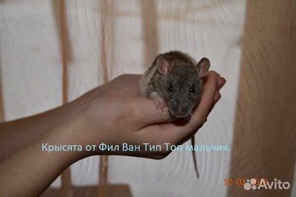 Крыс Крысенок Мальчик Рекс