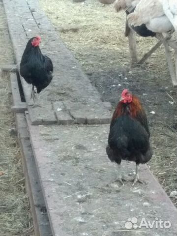 Петух Араукан