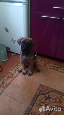 Щенки бульмастифа (девочка)