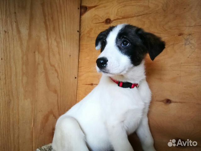 Марти ищет дом