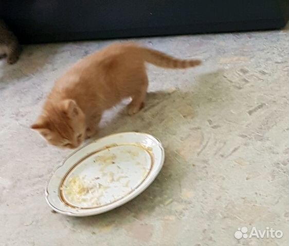 Шотландский рыжик