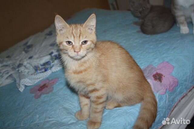 Я рыжий, рыжий котик мне 3 мес шотландский