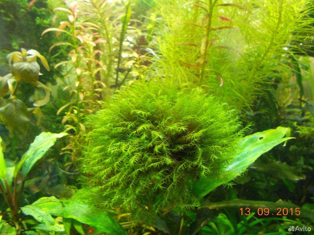 Мох Fissidens cf. fontanus "Grande" (Octodiceras f