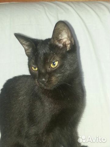 Девочка черная Шанель в добрые руки год