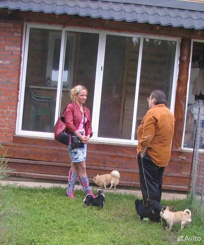 Чихуа взрослые собачки в ваш дом