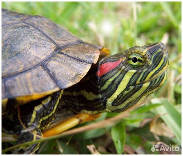 Красноухая водная черепаха