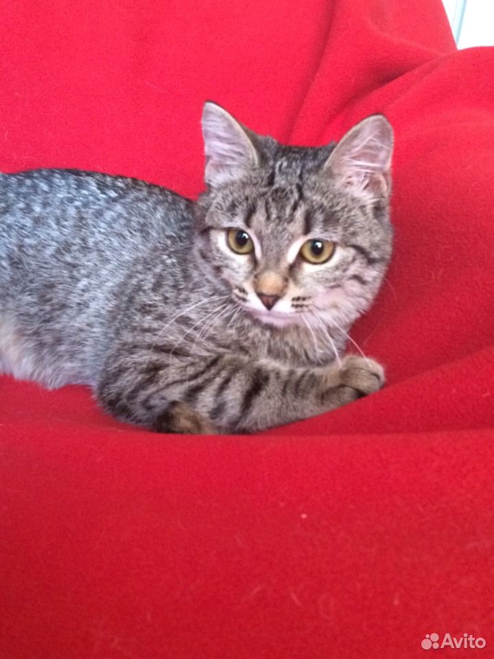 Полосатые котята-тигрята