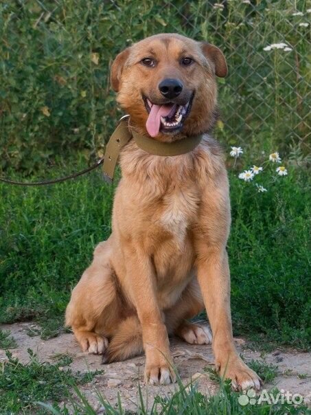 Спайк ищет дом