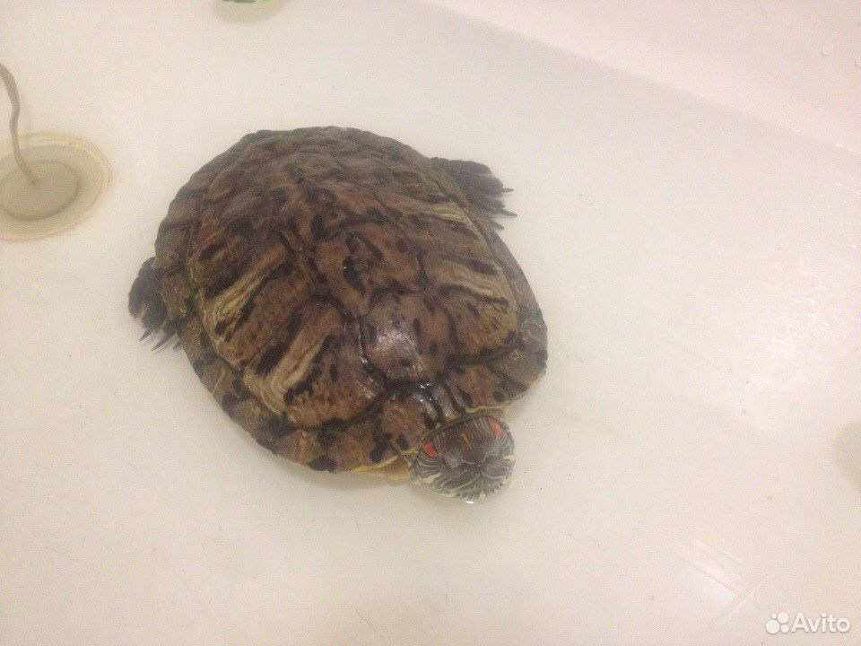 Красноухая Черепашка (морская)