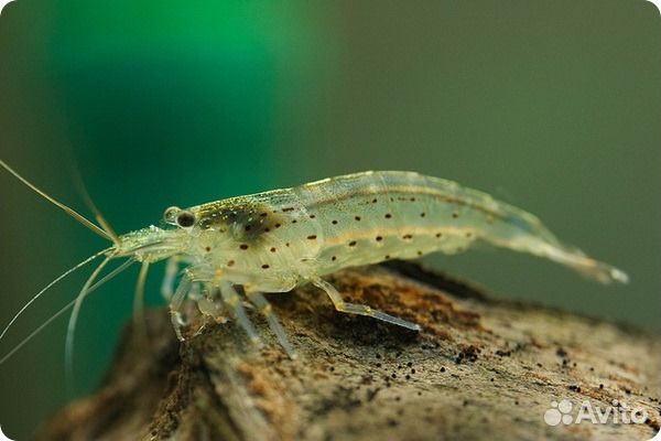 Креветки и улитки