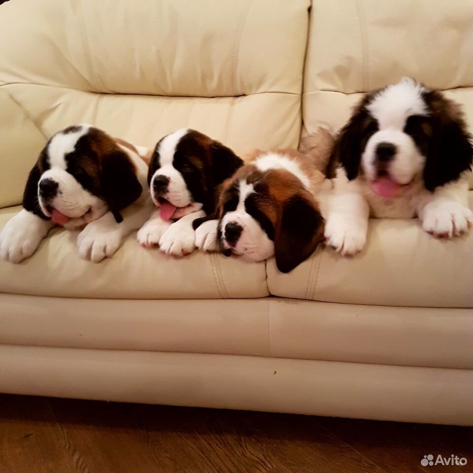 Алиментный щенок сенбернара