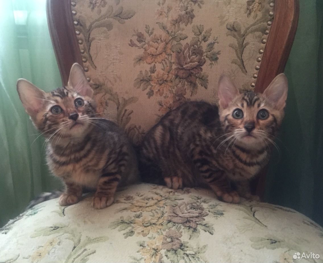 Тойгер- или игрушечный тигр