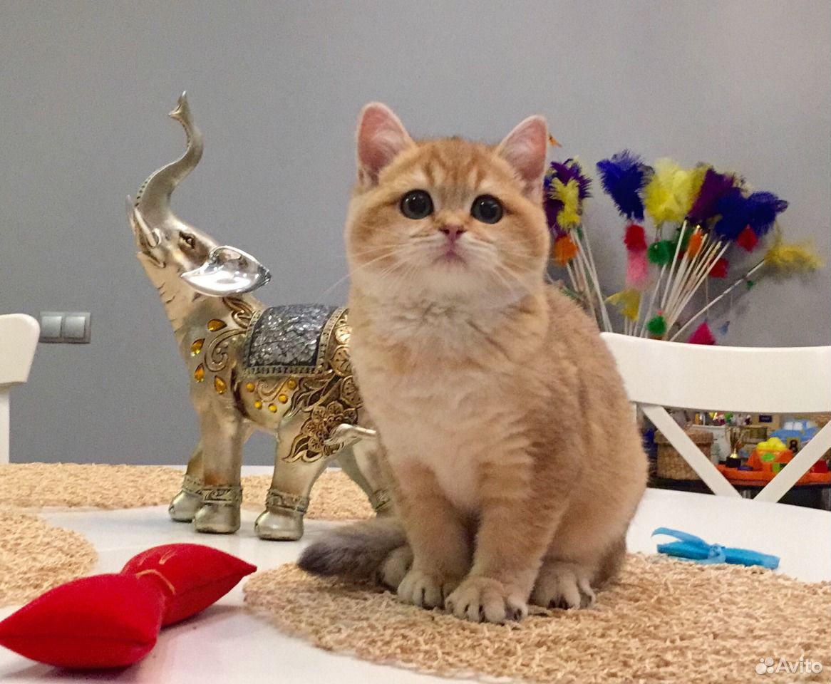 Роскошная золотая Британочка Milly