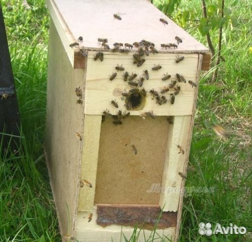 Продам пчелопакет 2019/20