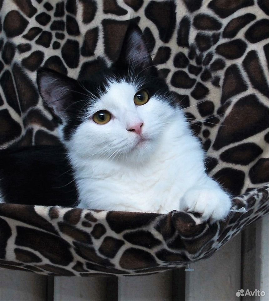 Марик чудо котик ищет дом