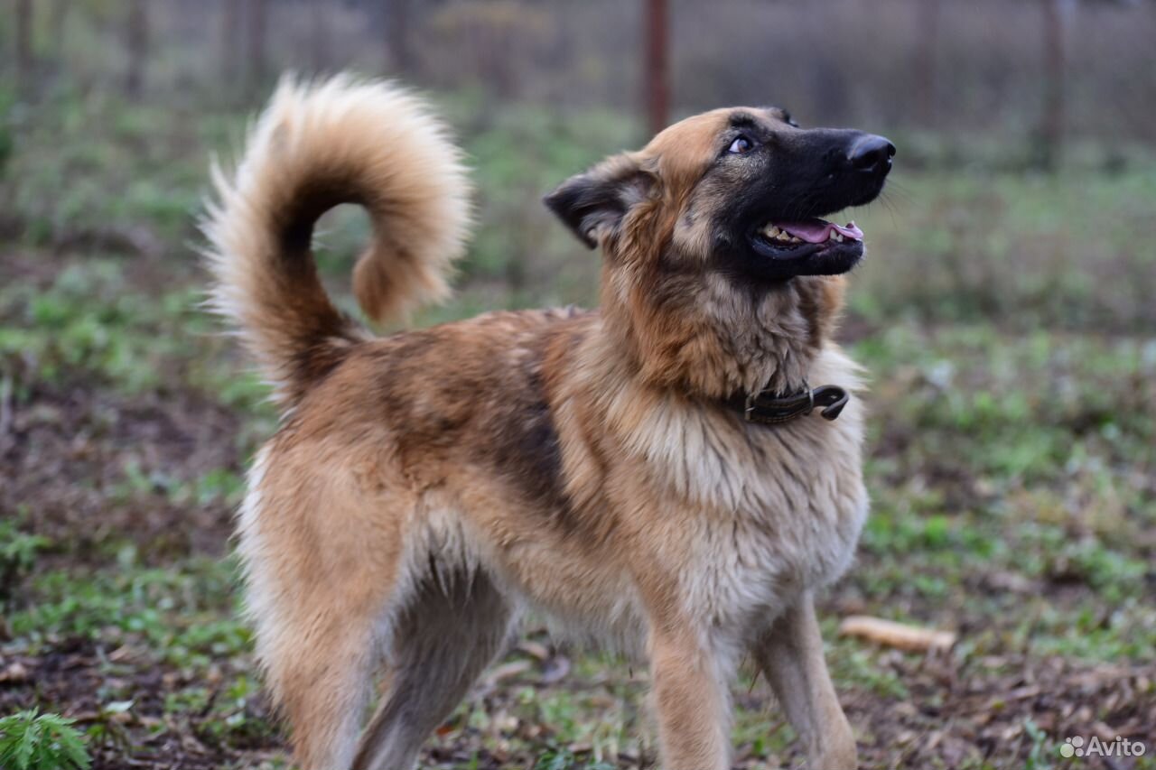 Изящная рыжая Лесси ищет дом