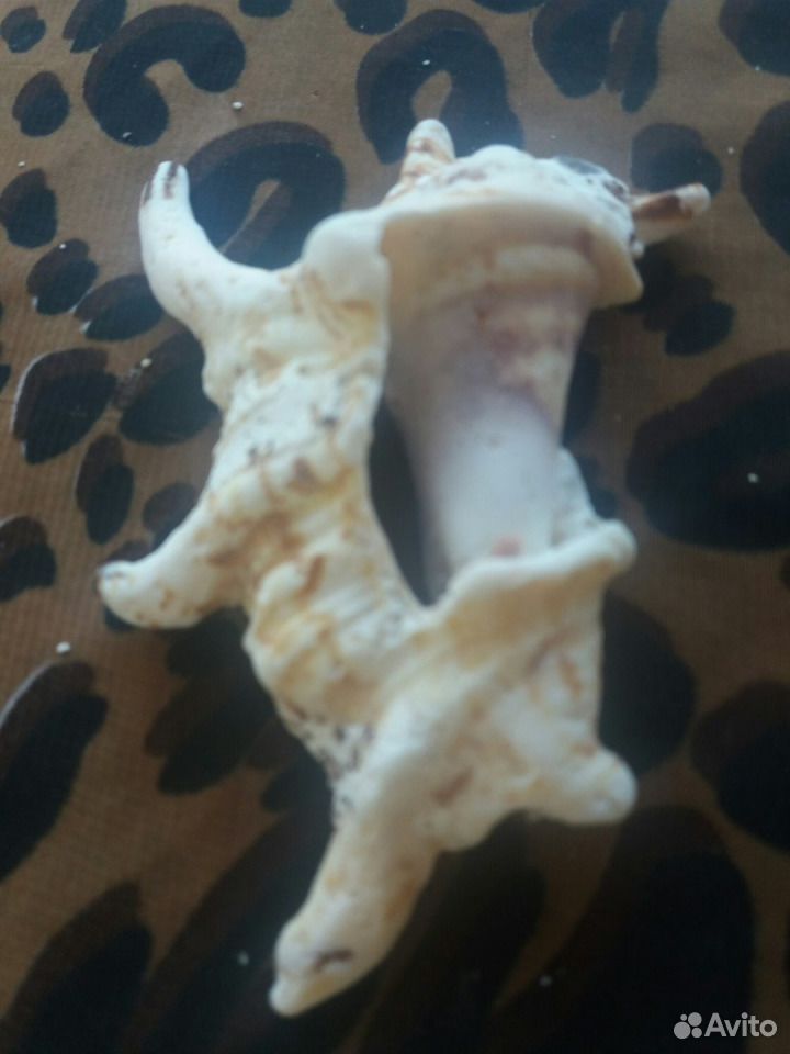 Ракушки и кораллы 12 кг